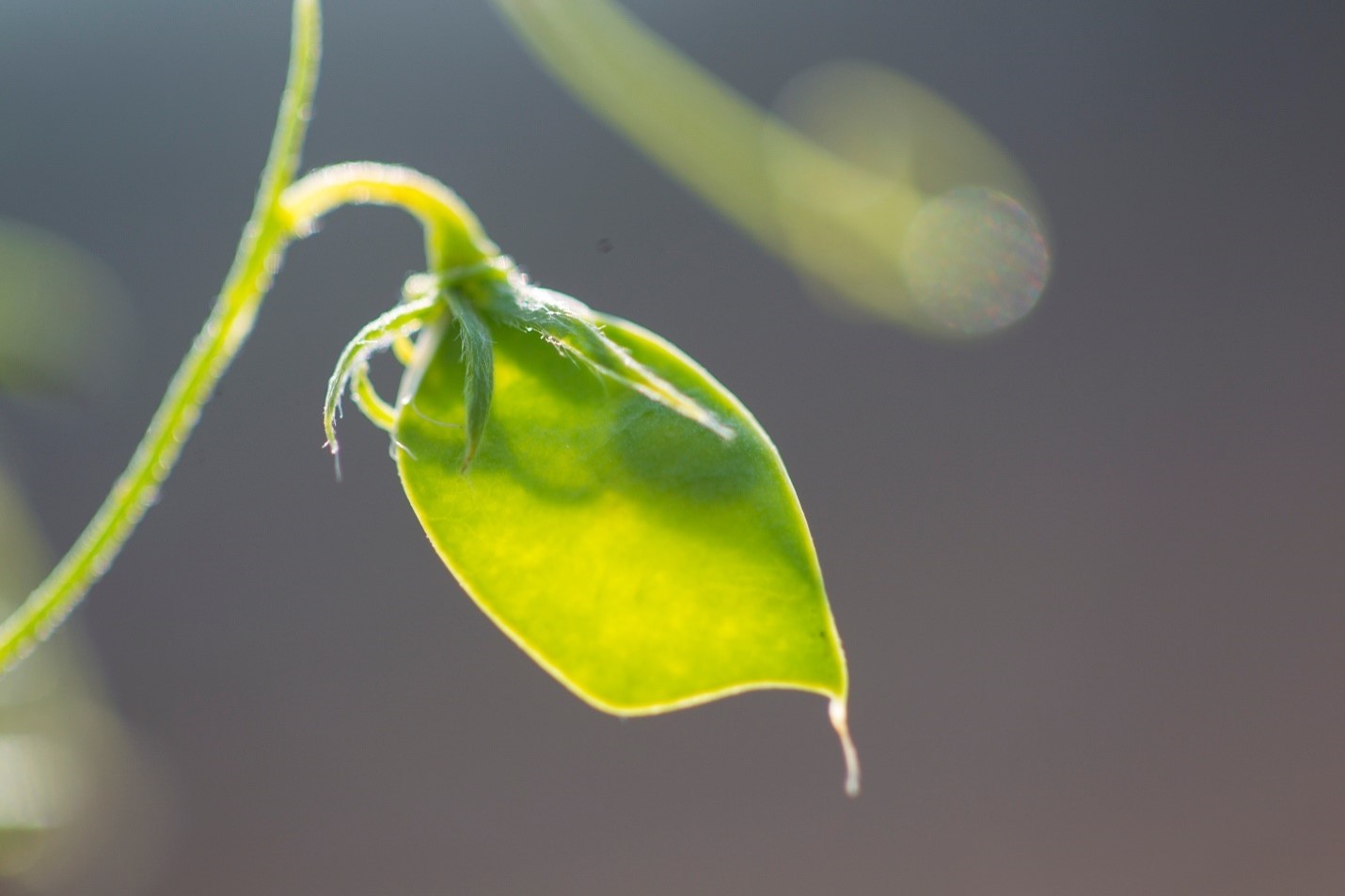 How Lentils are Grown and Contribute to Sustainable Food Systems - PIMCO
